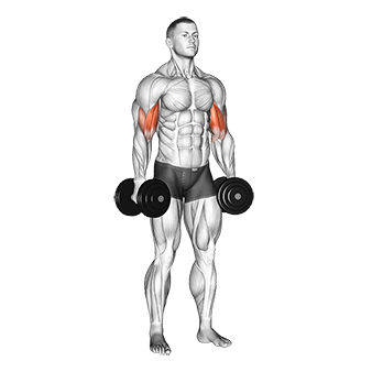 Standing Alternate Dumbbell Curls