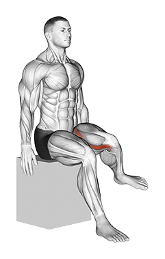 Lateral Rotation Of Hip