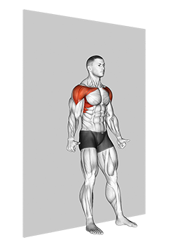 Shoulder Flexion Muscles