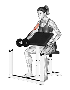 Bicep Curl Machine Drawing