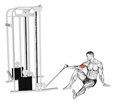 Cable Lying Concentration Curl